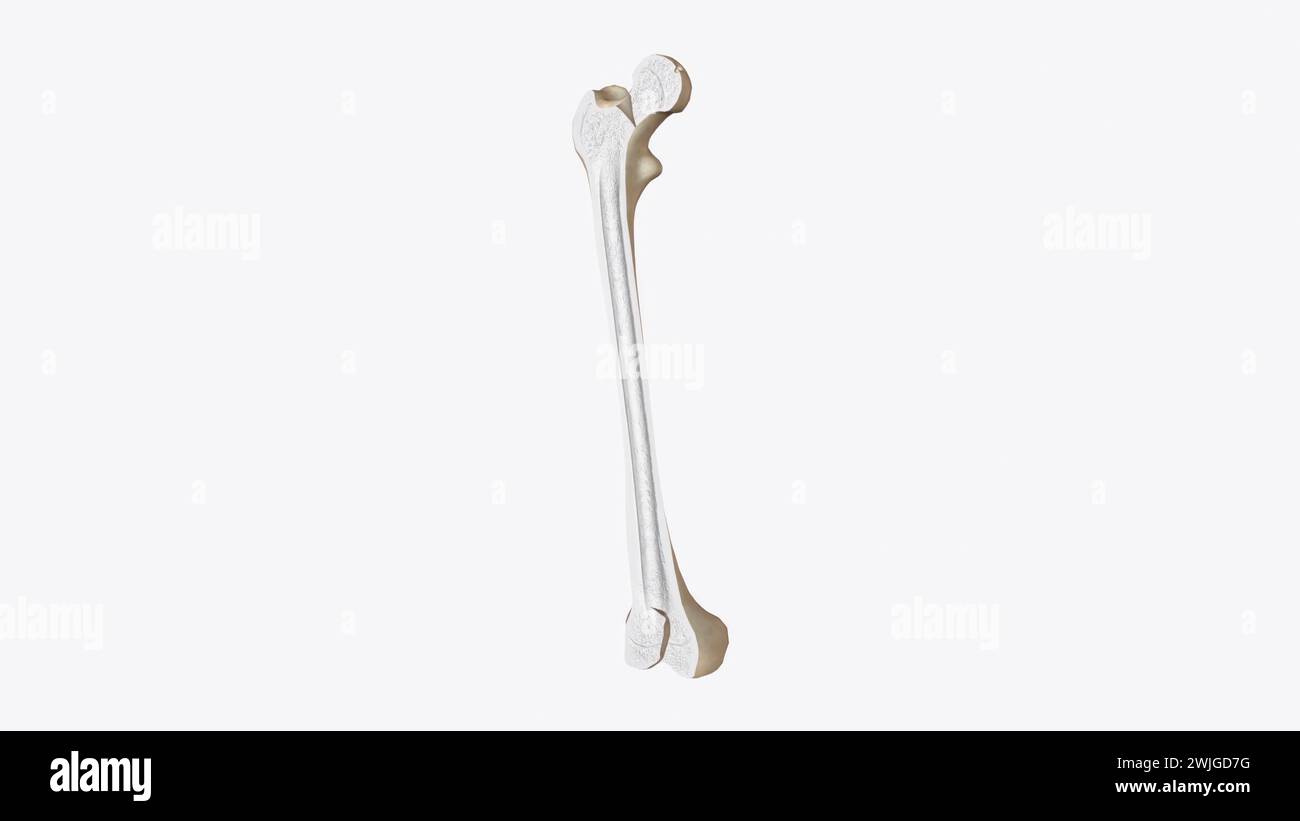 The periosteum is a membrane that covers the outer surface of all bones ...