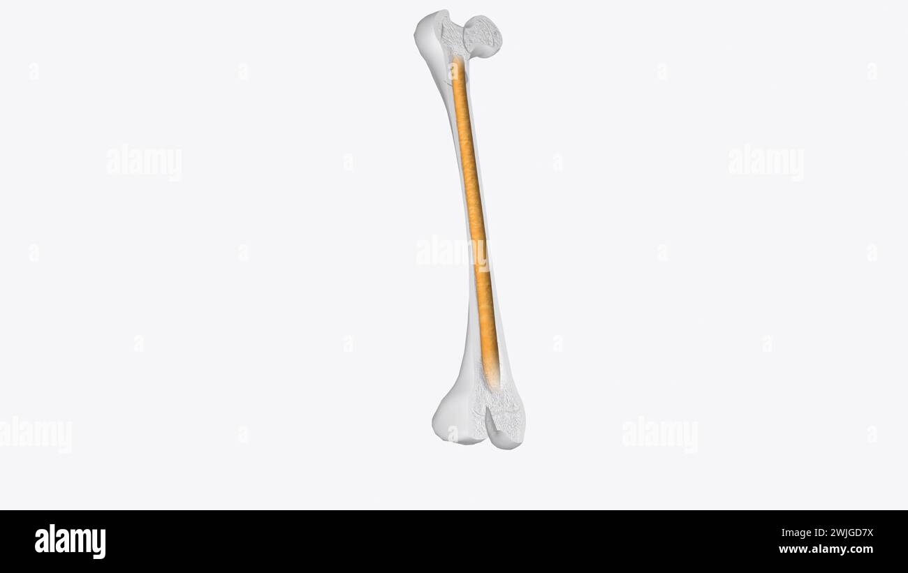 Yellow bone marrow is located in the hollow cavity of long bones 3d ...