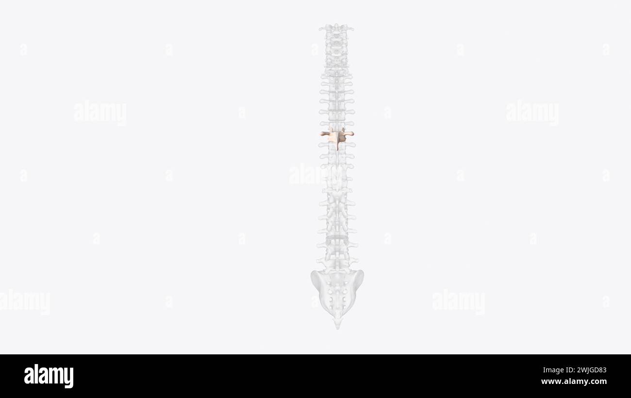 Seventh thoracic vertebra hi-res stock photography and images - Alamy