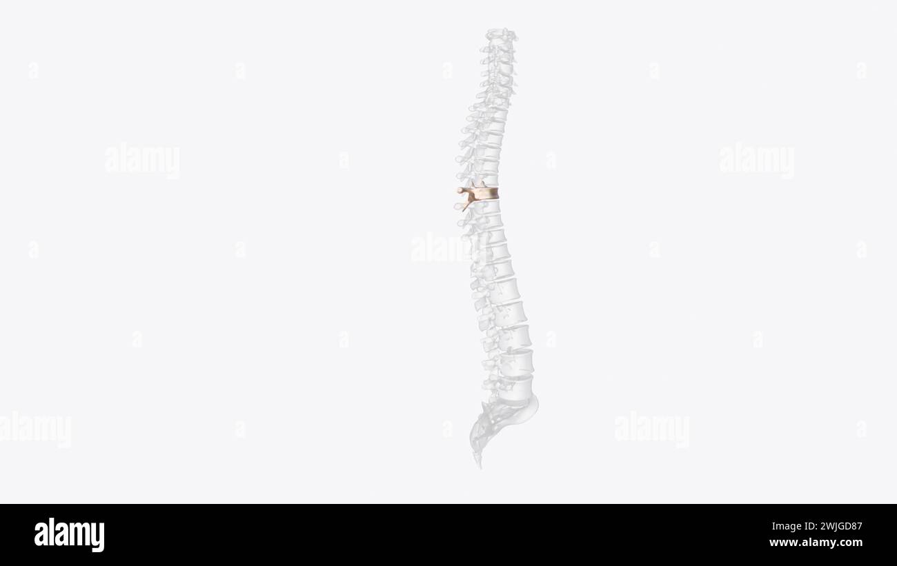 T7 vertebra hi-res stock photography and images - Alamy