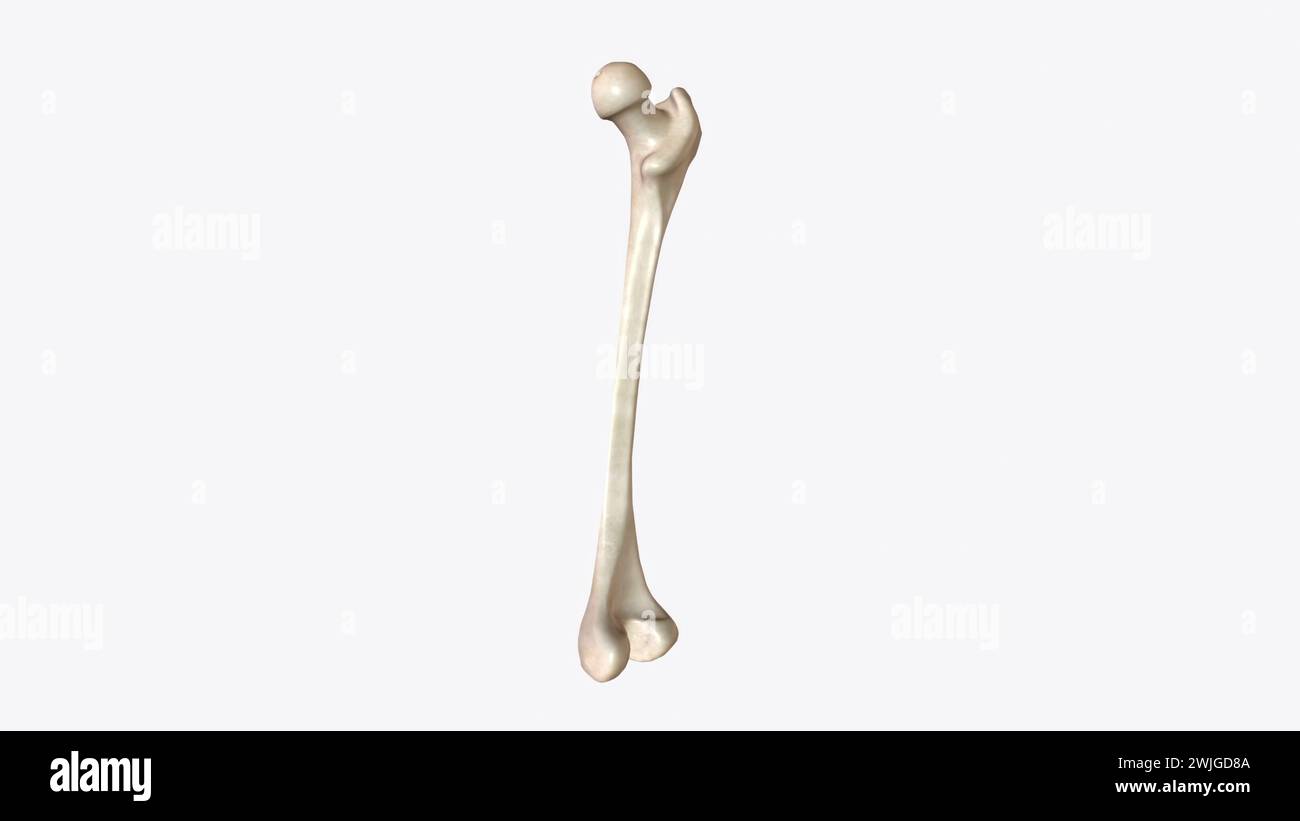 The periosteum is a membrane that covers the outer surface of all bones ...