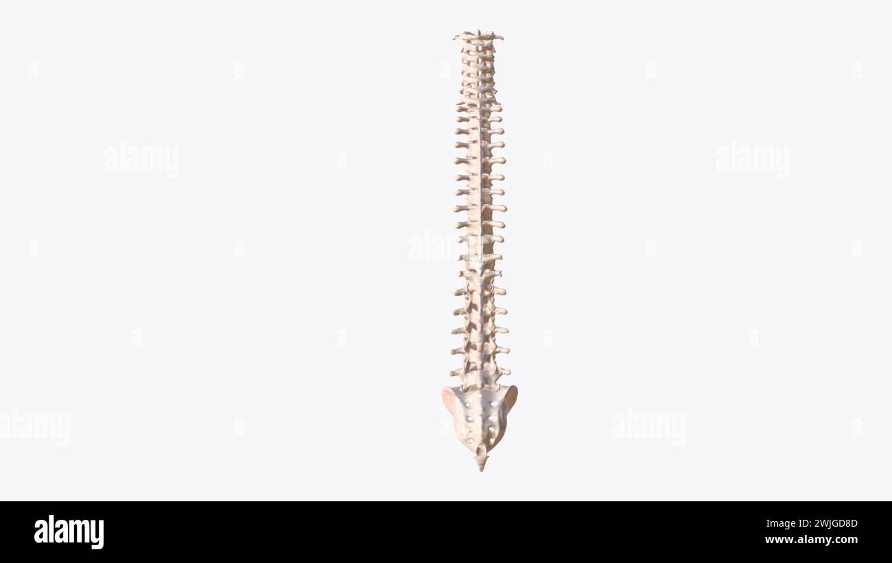 Series of vertebral hi-res stock photography and images - Alamy