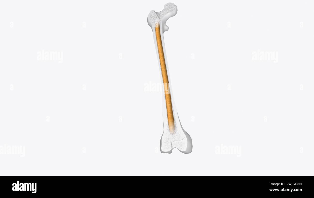 Yellow bone marrow is located in the hollow cavity of long bones 3d ...