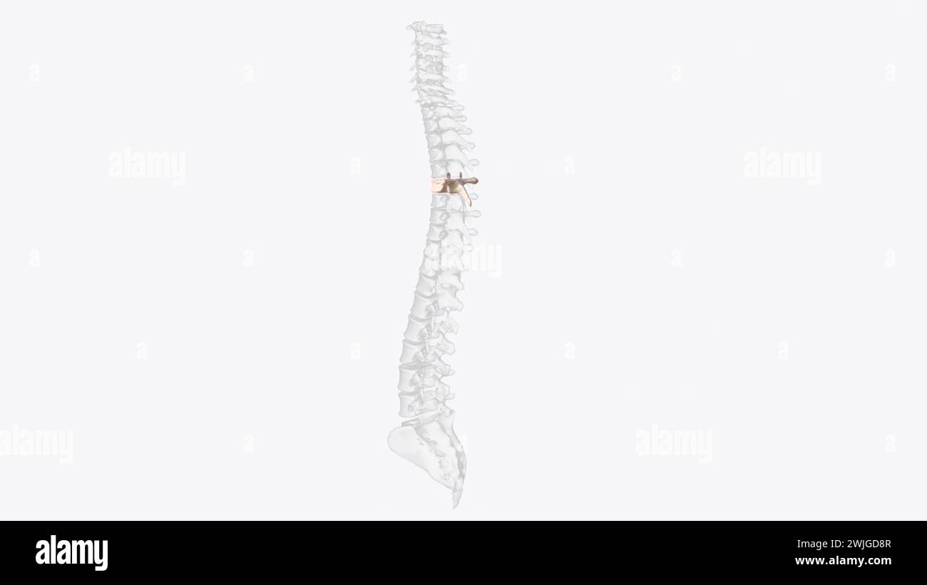 Neck passes Cut Out Stock Images & Pictures - Alamy