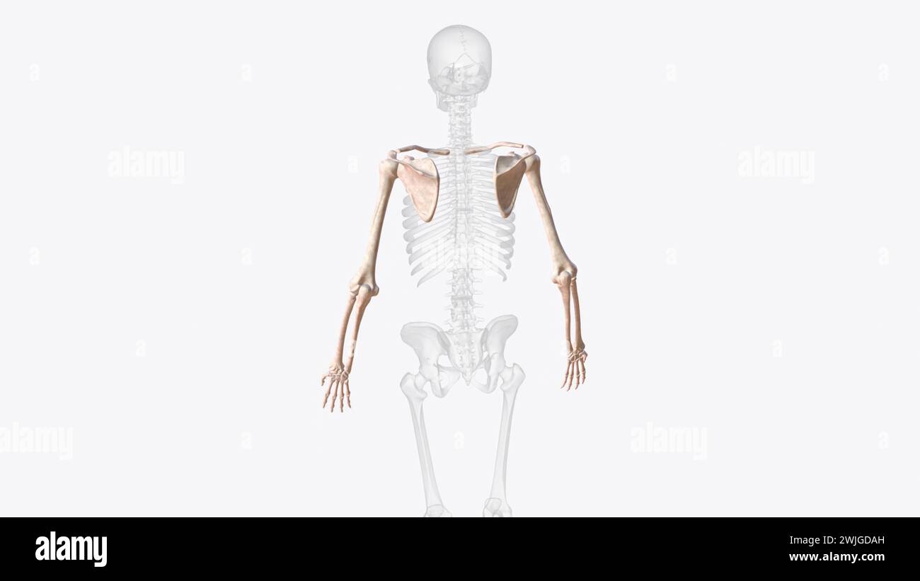 Bones of upper limb hi-res stock photography and images - Alamy