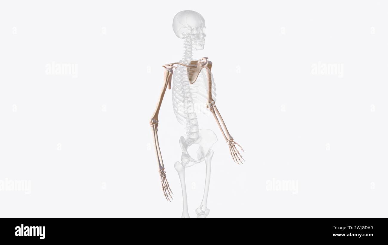 Bones upper limb hi-res stock photography and images - Alamy