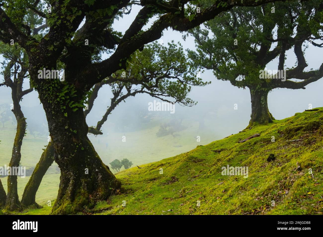 Twisted trees in the fog in Fanal Forest on the Portuguese island of ...
