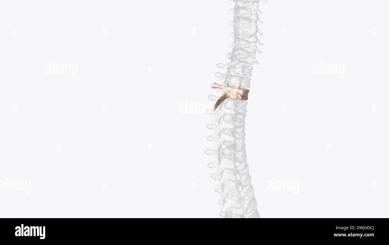 Third thoracic vertebrae (T3): The thoracic spinal nerve 3 passes ...