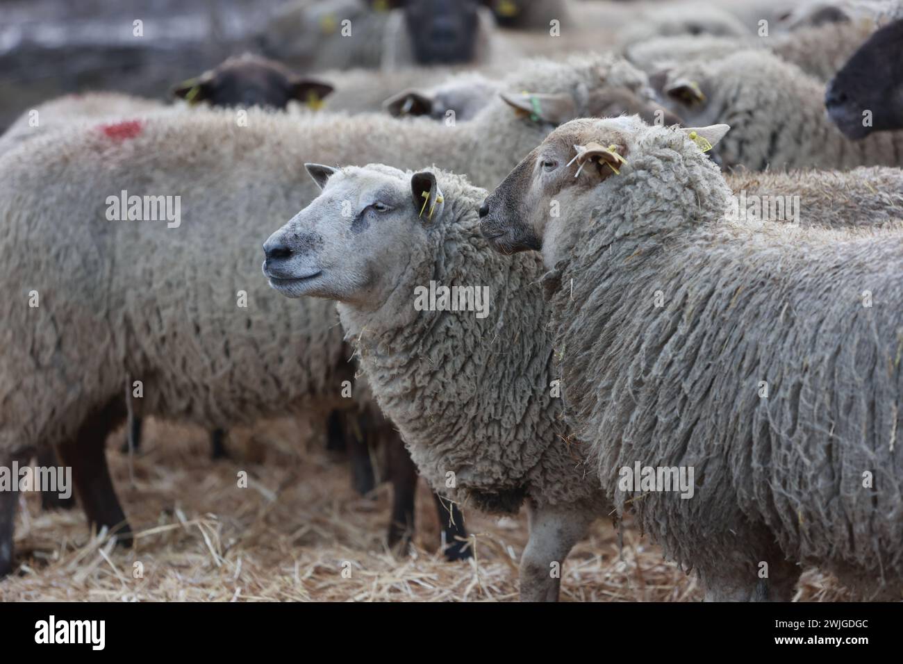 Wernigerode, Germany. 15th Feb, 2024. Sheep stand in the outdoor area ...