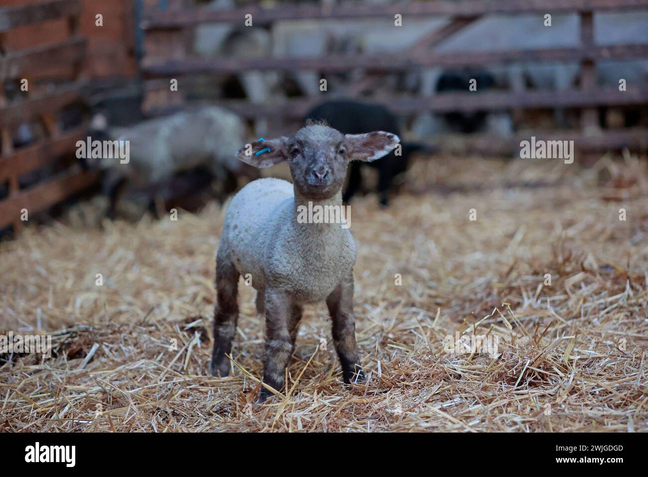 Wernigerode, Germany. 15th Feb, 2024. Lambs just a few weeks old stand ...