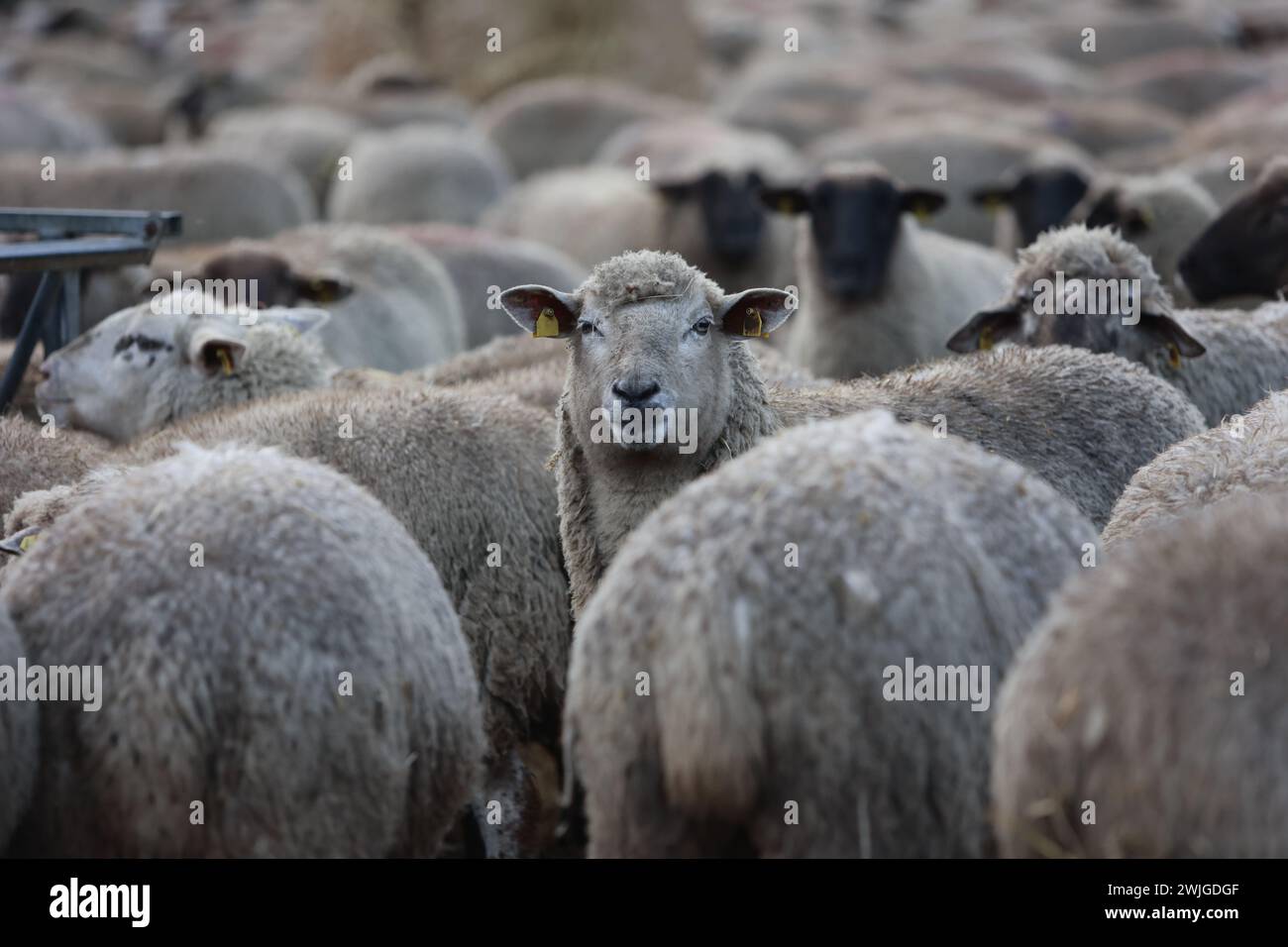 Wernigerode, Germany. 15th Feb, 2024. Sheep stand in the outdoor area ...