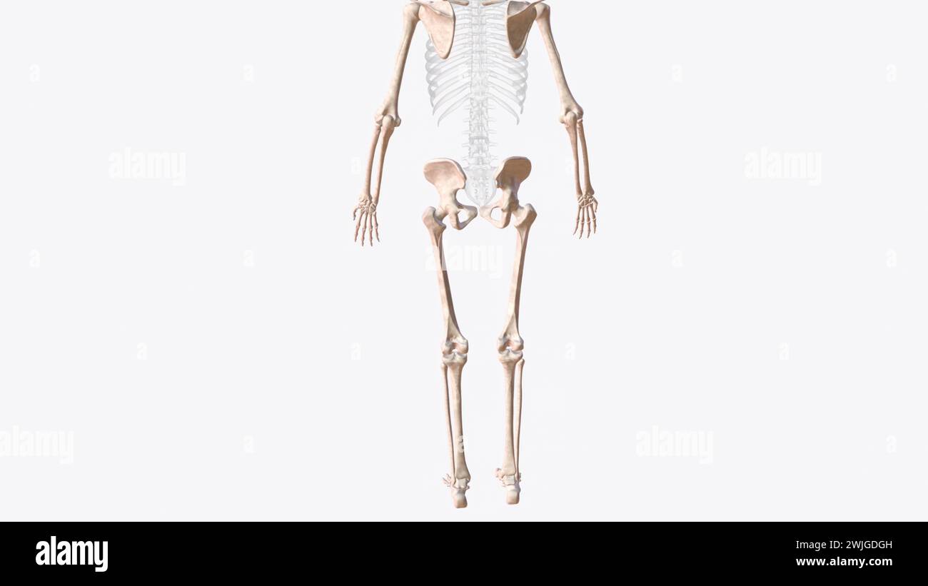 The appendicular skeleton is one of two major bone groups in the body ...