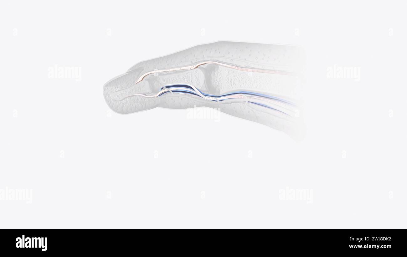 Foot illustration tendons bones hi-res stock photography and images - Alamy