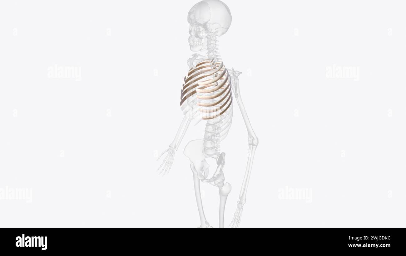 The true ribs include rib pairs 1-7, with each rib articulating ...