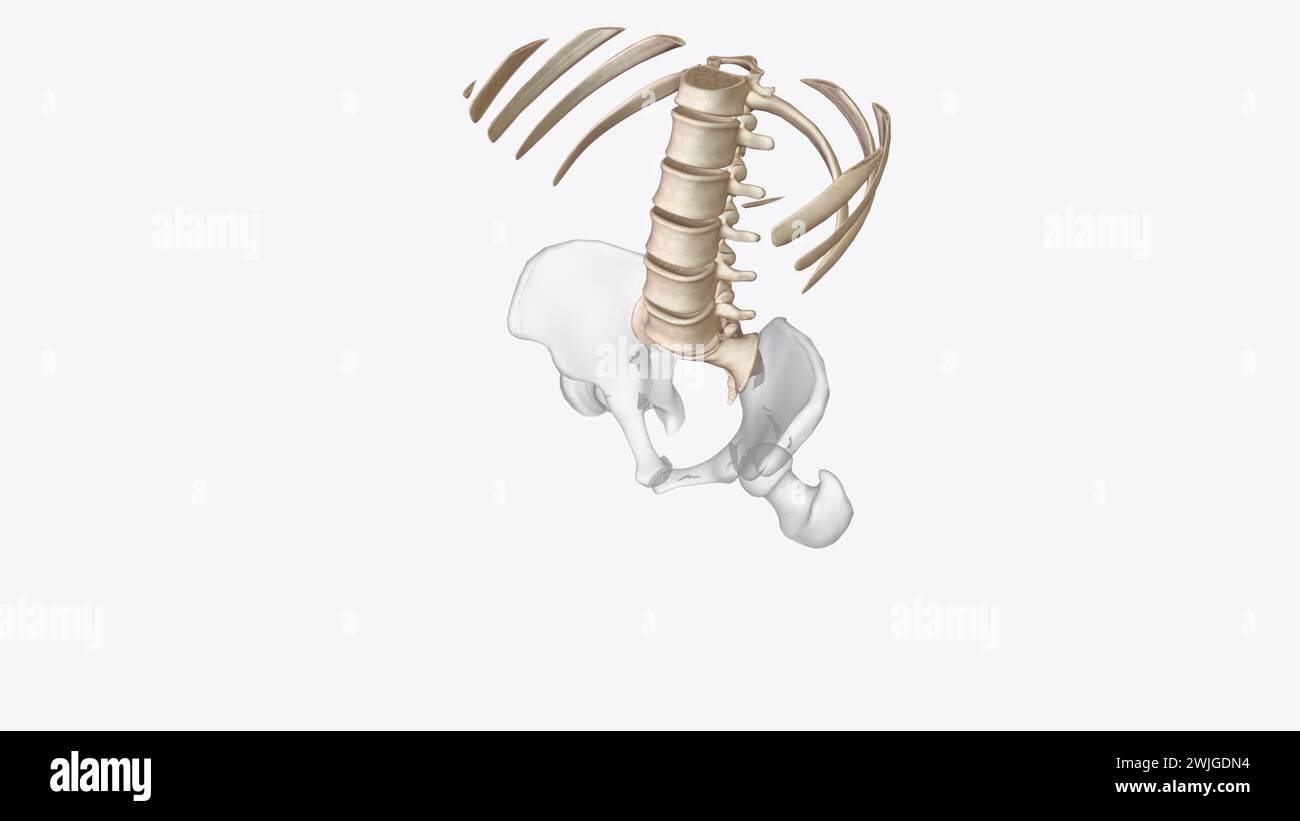 Transverse femur fracture hi-res stock photography and images - Alamy