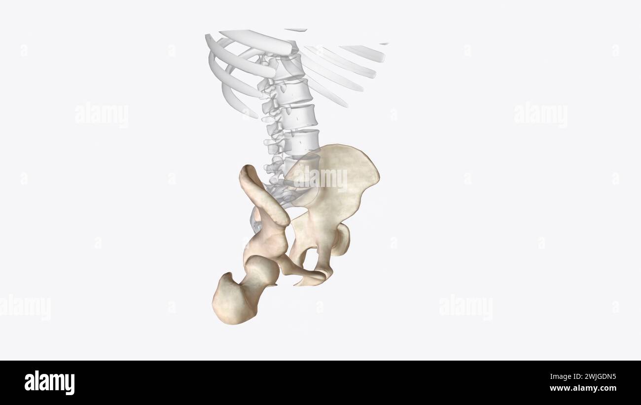 Appendicular skeleton hi-res stock photography and images - Alamy