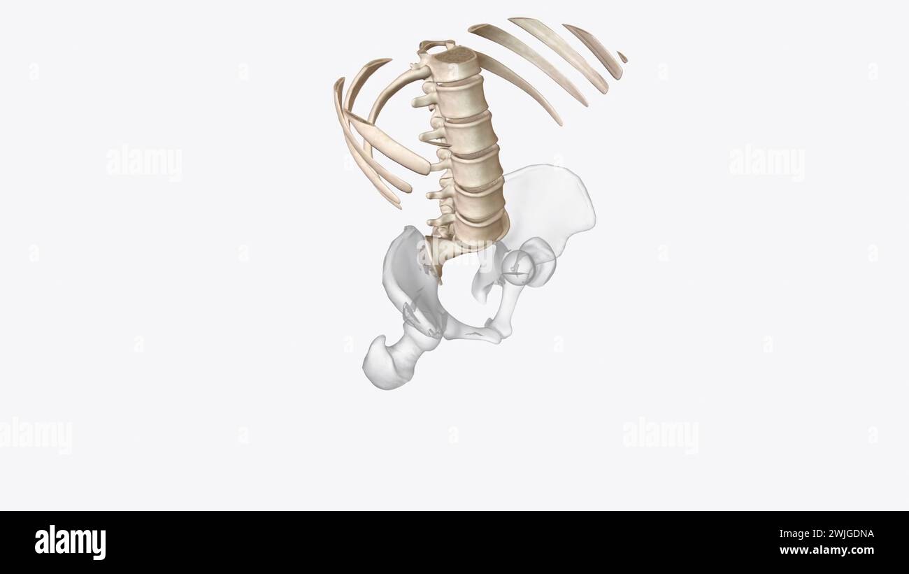 Transverse femur fracture hi-res stock photography and images - Alamy