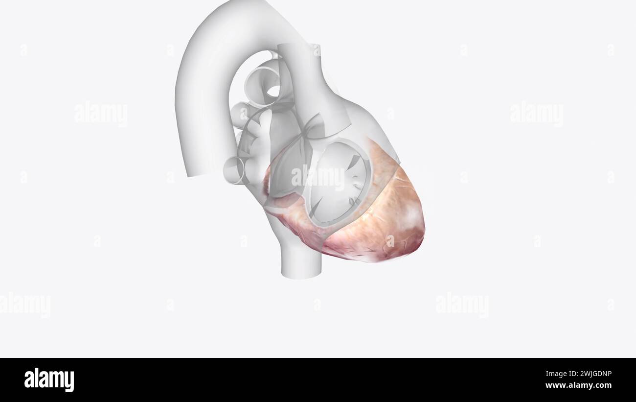 3d human body fat heart hi-res stock photography and images - Alamy