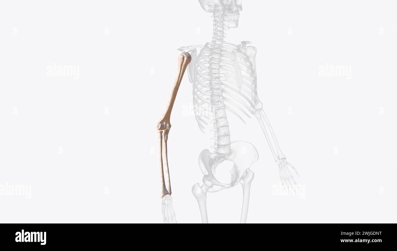 Bones of right arm and forearm 3d illustration Stock Photo - Alamy