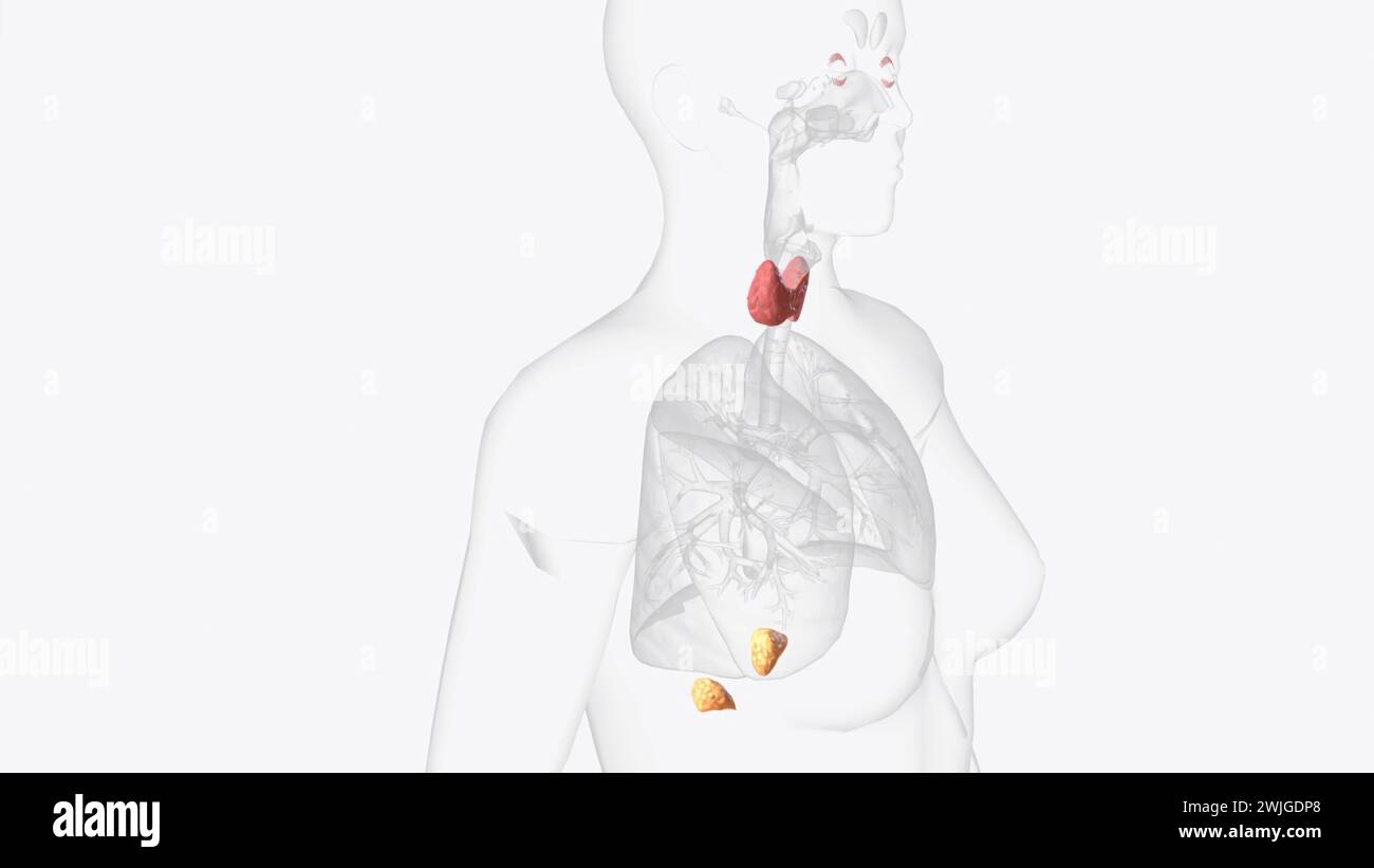 Man anatomy internal organs hand hi-res stock photography and images ...