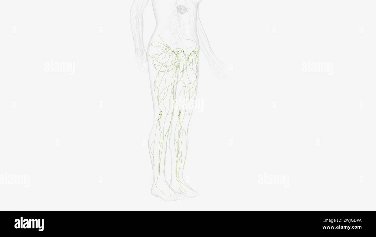 Deep lymphatic vessels of lower limb hi-res stock photography and images - Alamy