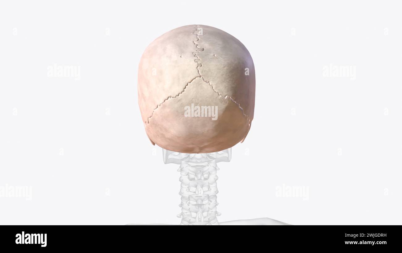 Neurocranium hi-res stock photography and images - Alamy