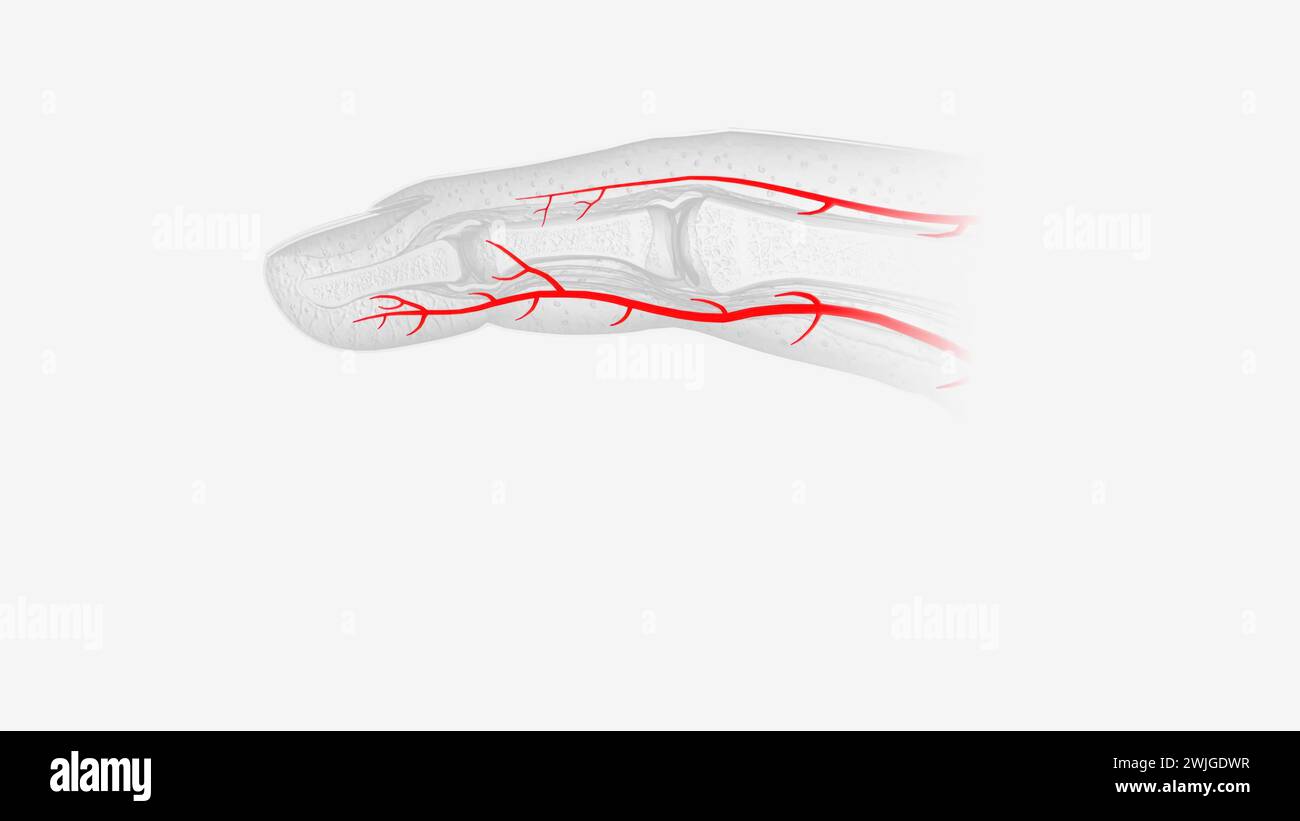 Coronary catheterization Cut Out Stock Images & Pictures - Alamy