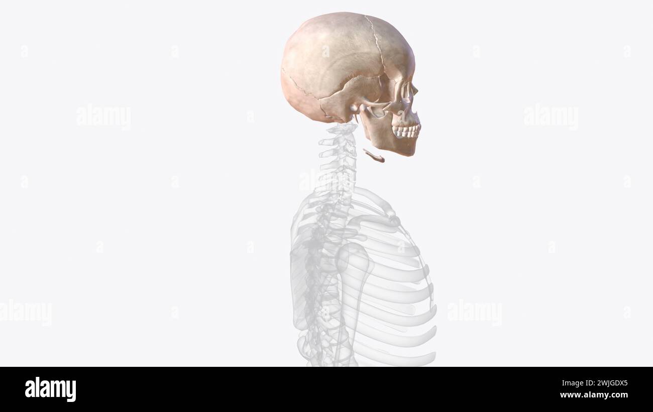 Tubular skull hi-res stock photography and images - Alamy