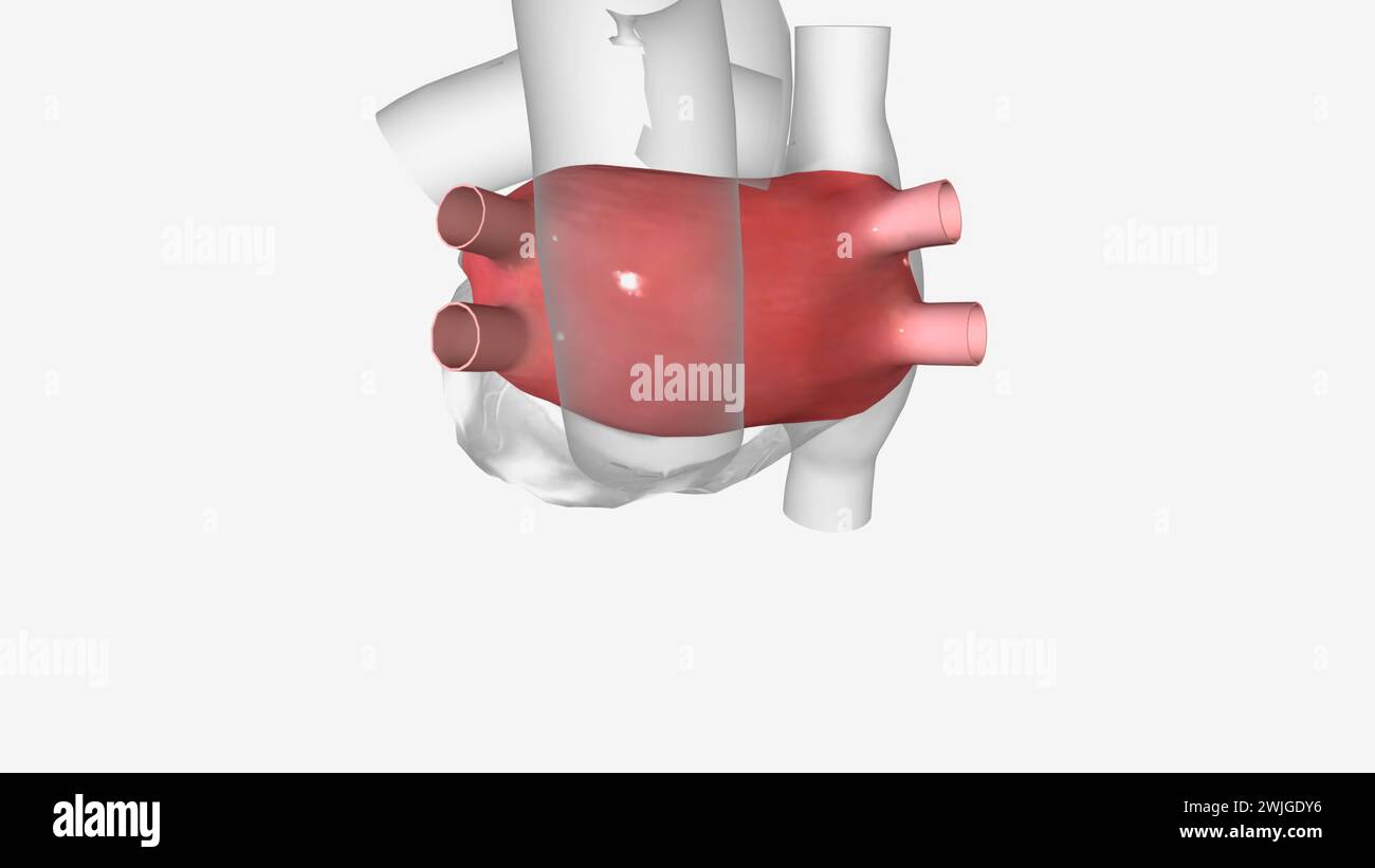 Left atrium: one of the four chambers of the heart 3d illustration ...