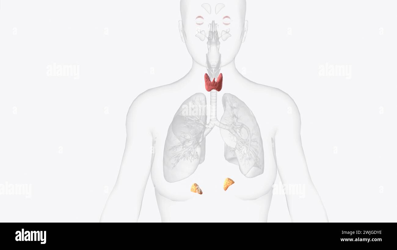 Endocrine system man woman hi-res stock photography and images - Alamy
