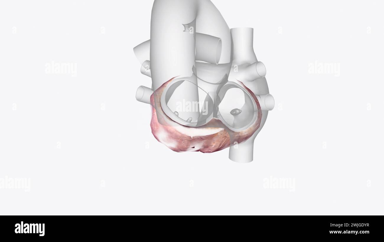 3d human body fat heart hi-res stock photography and images - Alamy