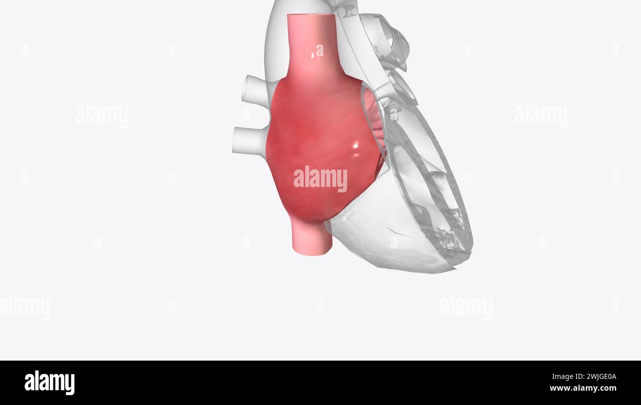 Chambers of the heart hi-res stock photography and images - Alamy