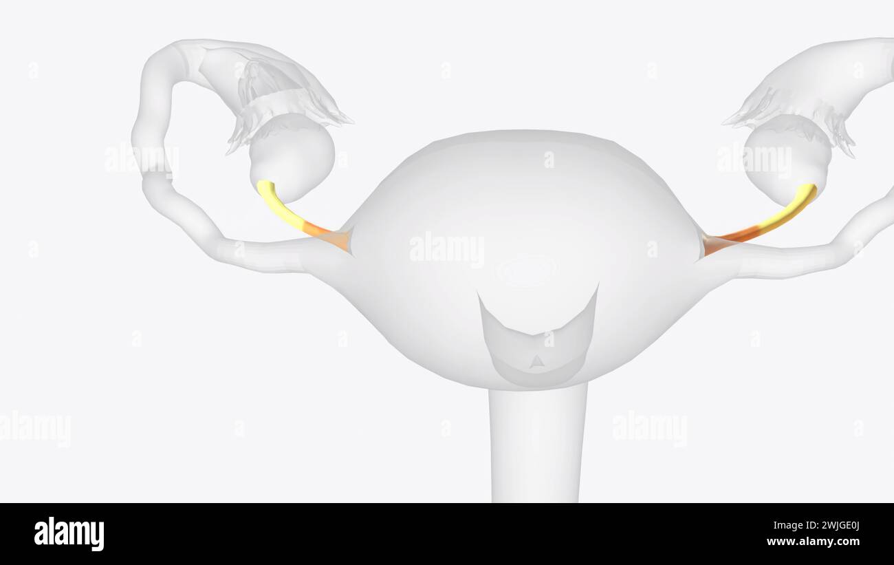 Ovarian Ligament Cut Out Stock Images And Pictures Alamy
