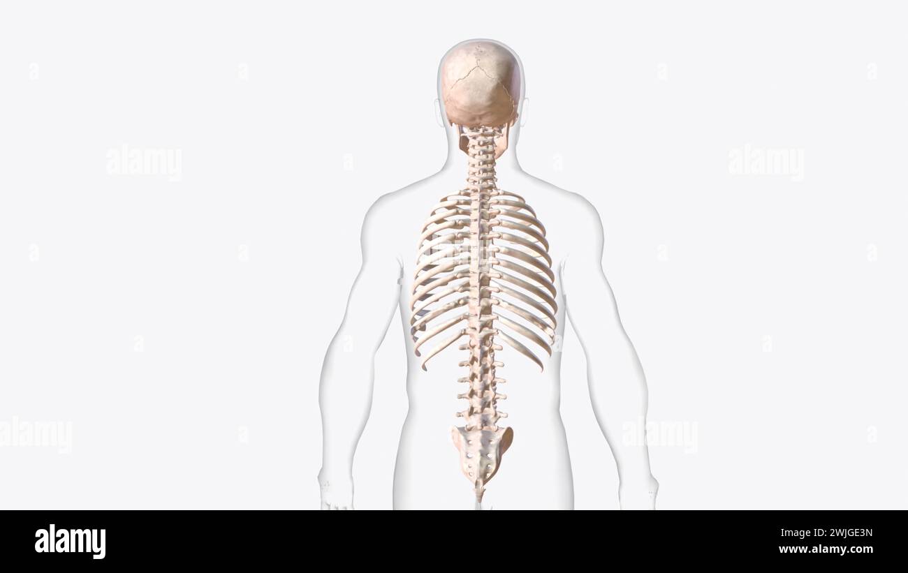 axial skeleton is made up of the 80 bones within the central core of ...