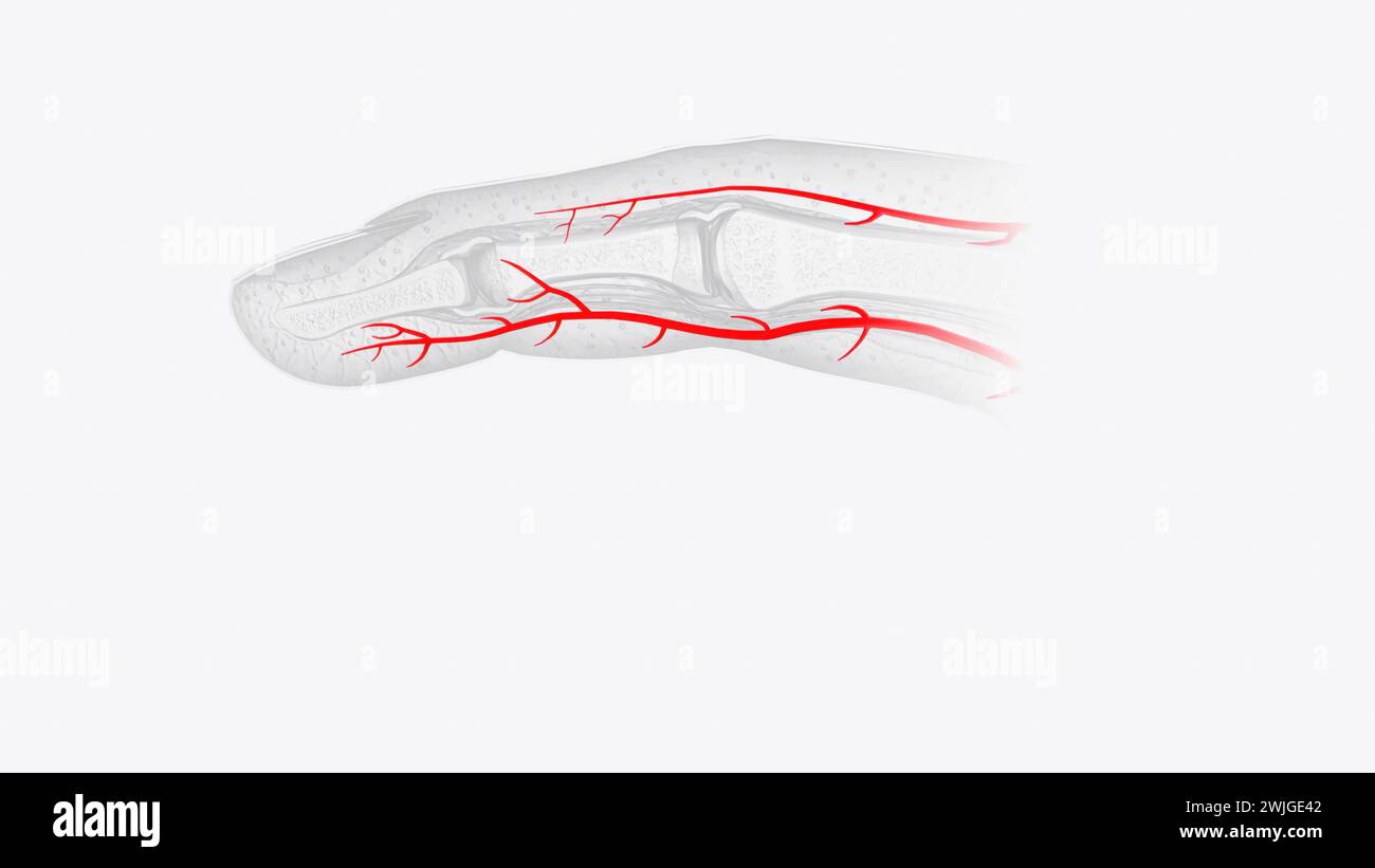 Fingernail Cross Section of Arteries 3d illustration Stock Photo - Alamy