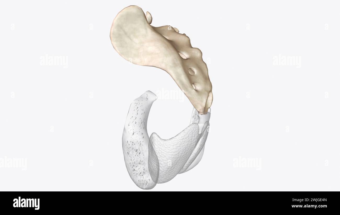 The sacrum is the triangular bone just below the lumbar vertebrae 3d ...