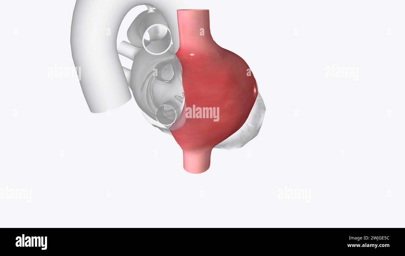 Right atrium: one of the four chambers of the heart 3d illustration ...