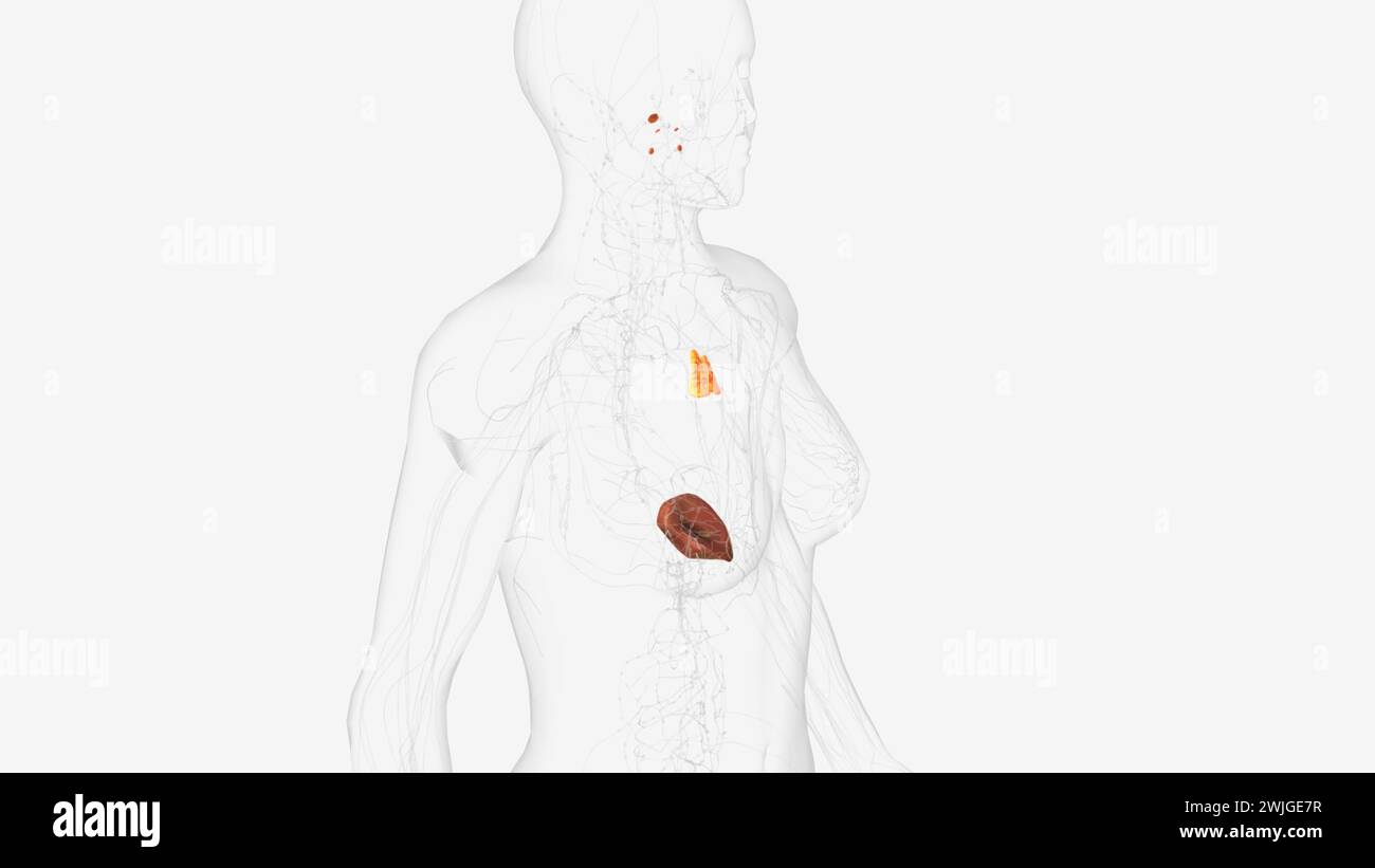The lymphatic system, or lymphoid system, is an organ system in ...