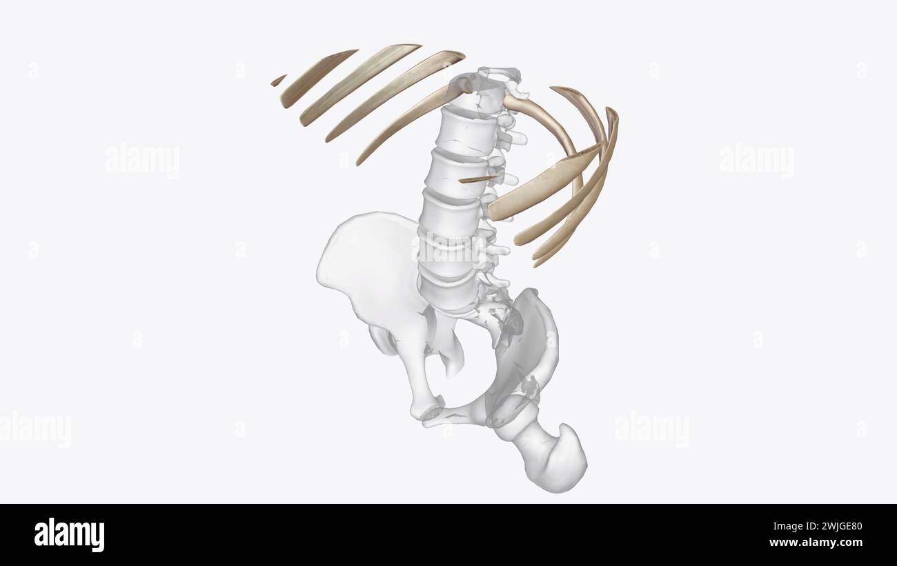 Axial skeleton anatomy Cut Out Stock Images & Pictures - Alamy