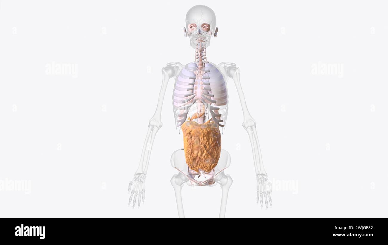 The axial connective tissue system is a fiber continuum of the lung ...