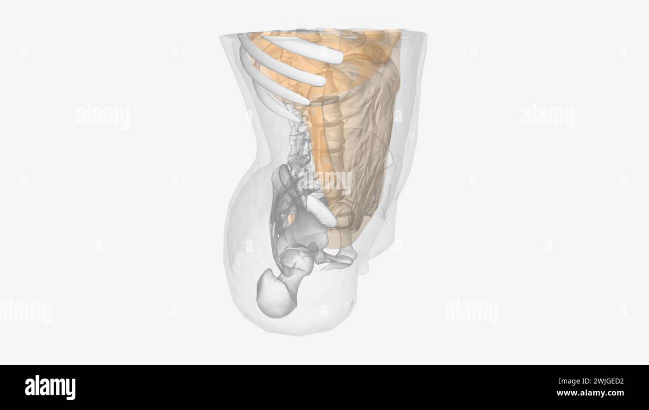 The peritoneum is the serous membrane that lines the abdominal cavity ...