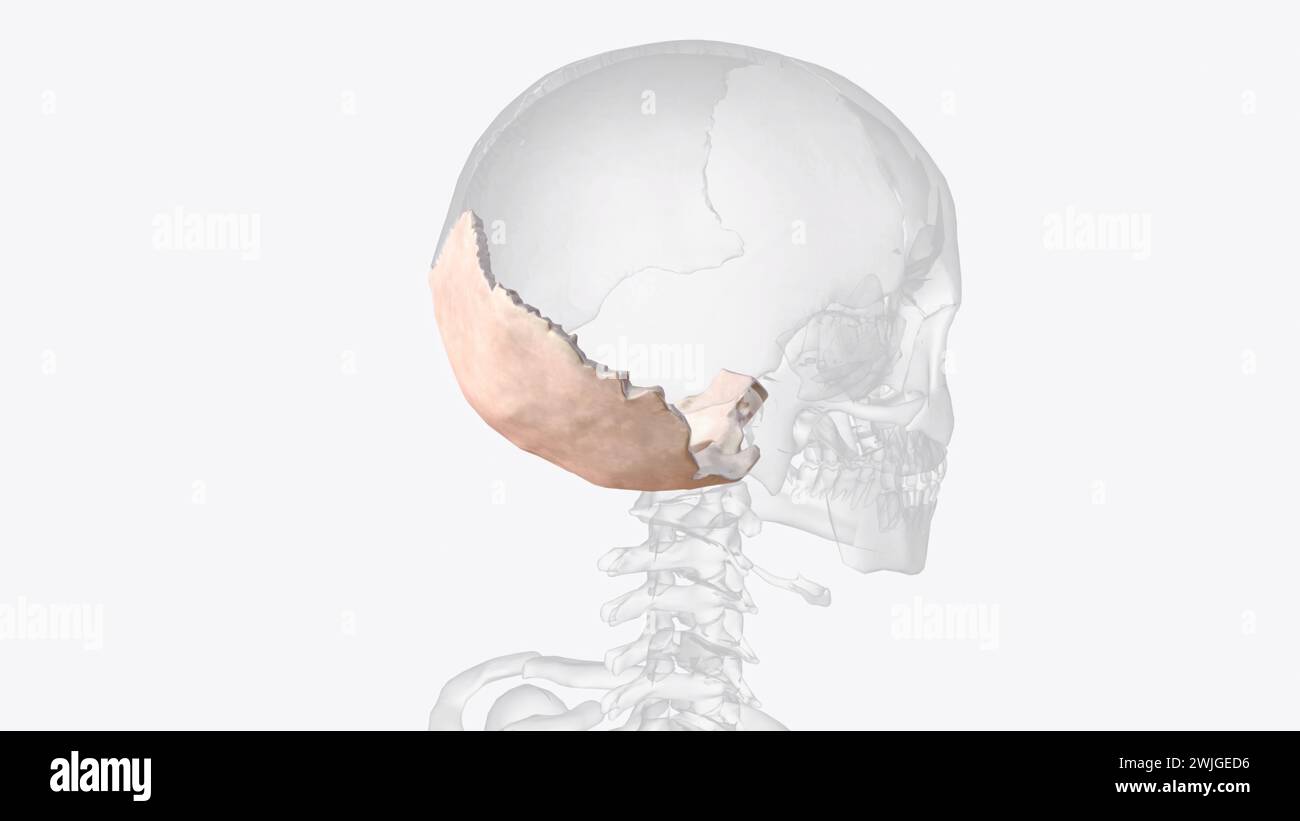 The Occipital Bone Is The Most Posterior Cranial Bone And The Main Bone Of The Occiput 3d