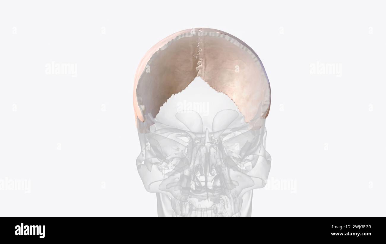 Parietal part hi-res stock photography and images - Alamy