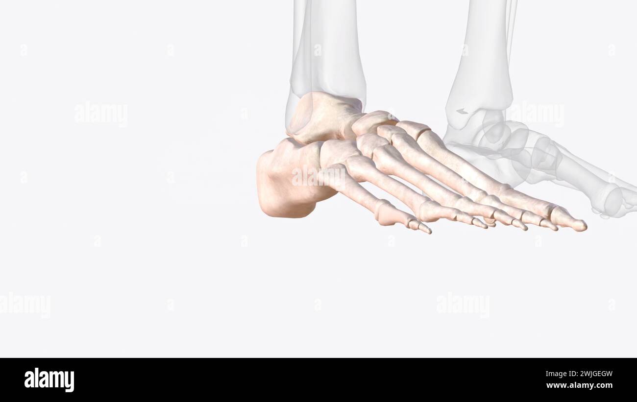 Right foot bones hi-res stock photography and images - Alamy