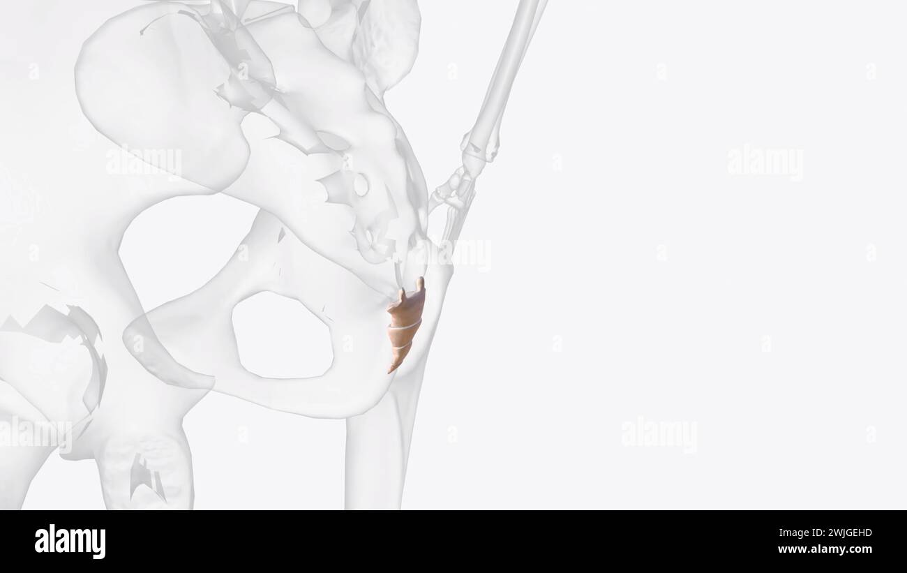 Tailbone hi-res stock photography and images - Alamy