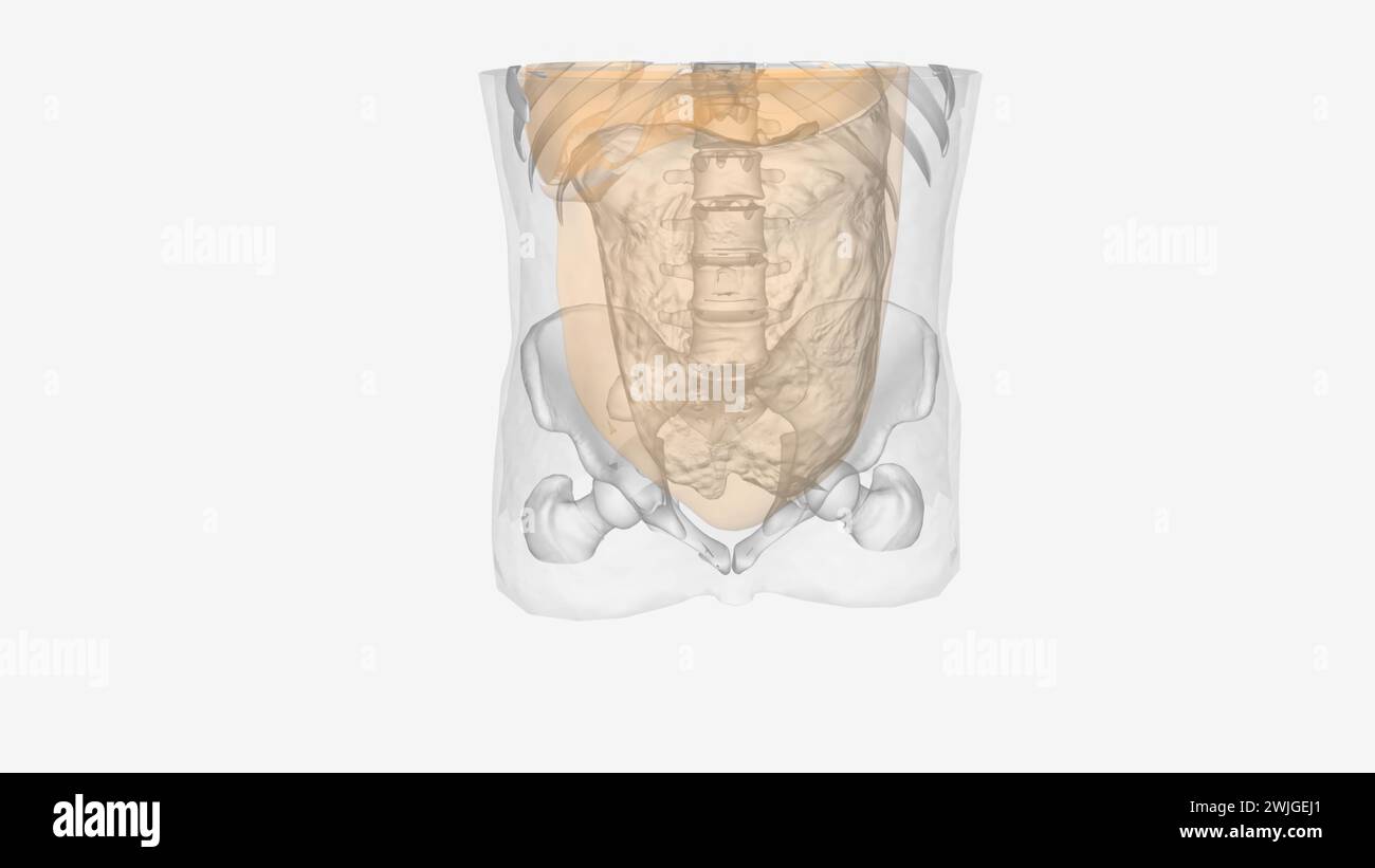 The peritoneum is the serous membrane that lines the abdominal cavity ...