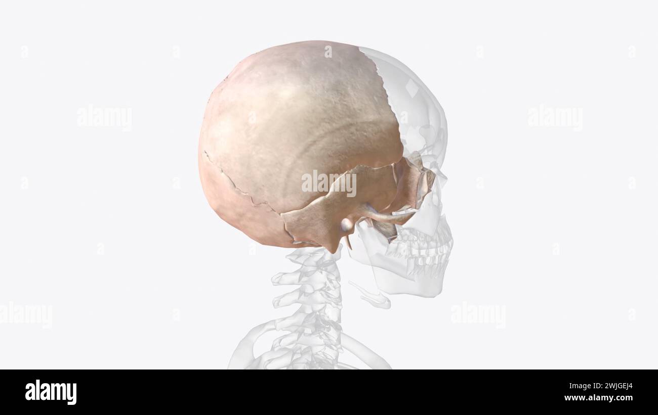 Cartilaginous neurocranium hi-res stock photography and images - Alamy