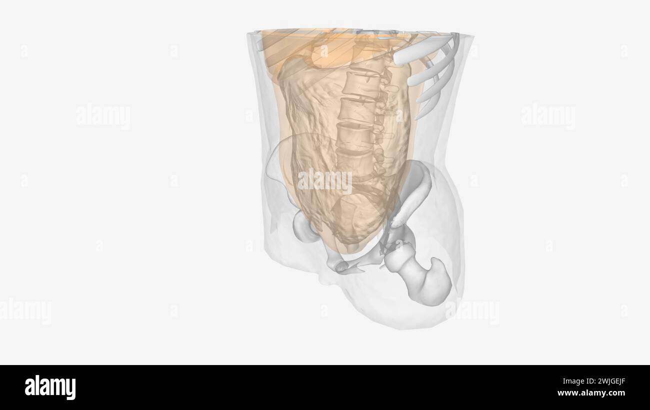 The peritoneum is the serous membrane that lines the abdominal cavity ...