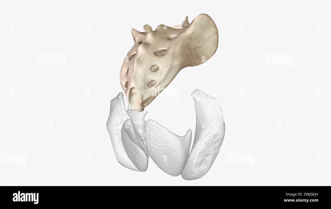 The sacrum is the triangular bone just below the lumbar vertebrae 3d ...