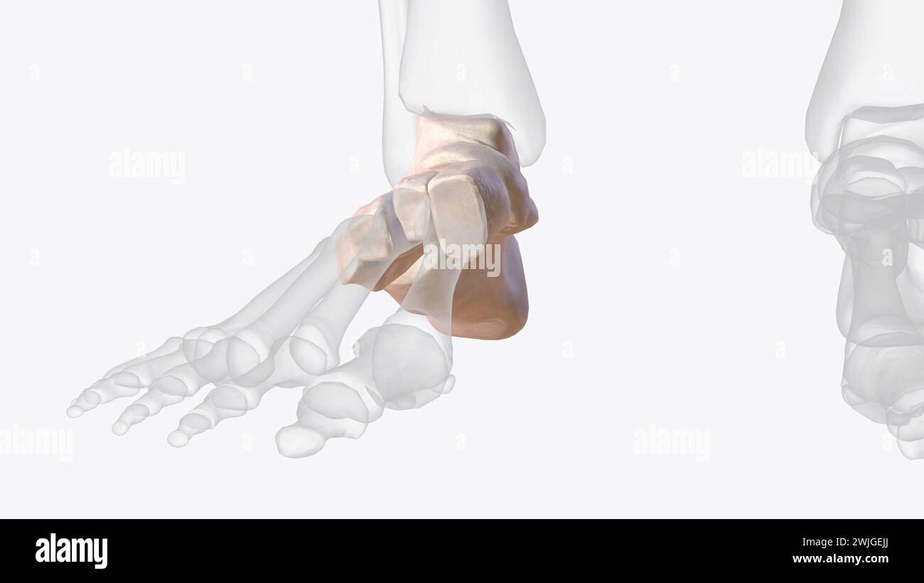 Tarsal spine hi-res stock photography and images - Alamy